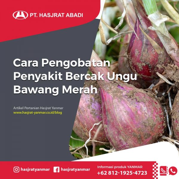 Cara Pengobatan Penyakit Bercak Ungu Bawang Merah - Hasjrat Yanmar