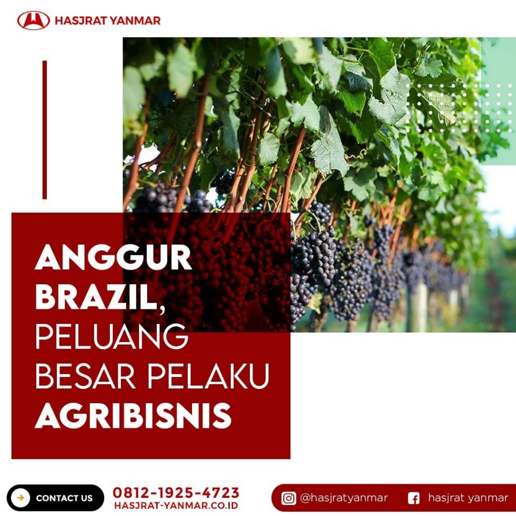 Anggur Brazil, Peluang Besar Pelaku Industri Agribisnis - Hasjrat Yanmar
